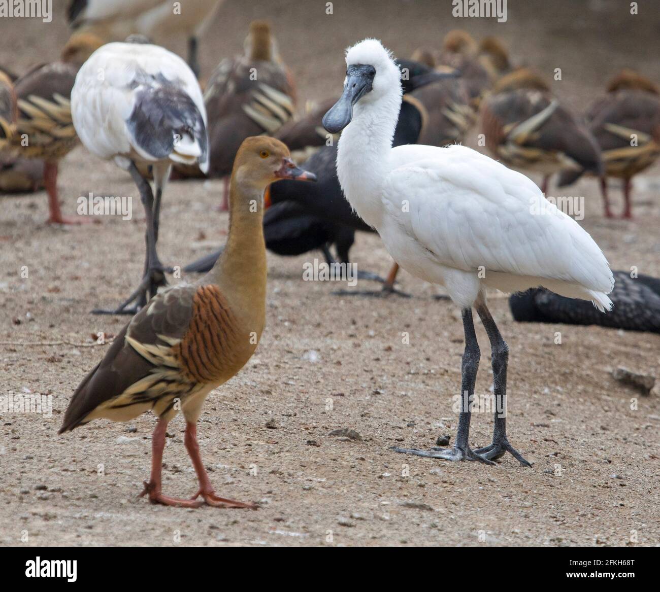 Australian duck species hi-res stock photography and images - Alamy