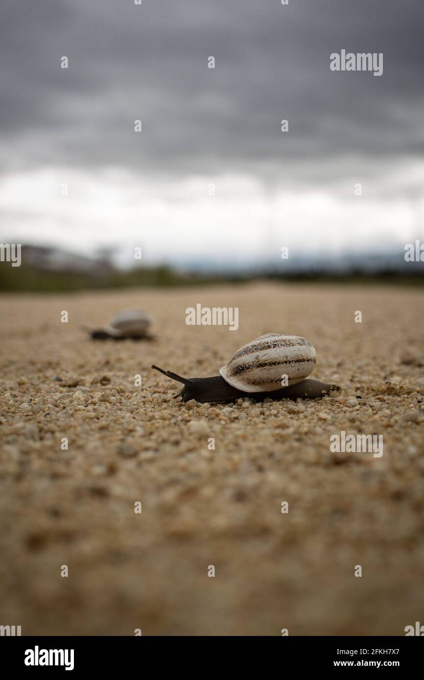 Pair of light brown, striped, snails crossing light gravel footpath ...