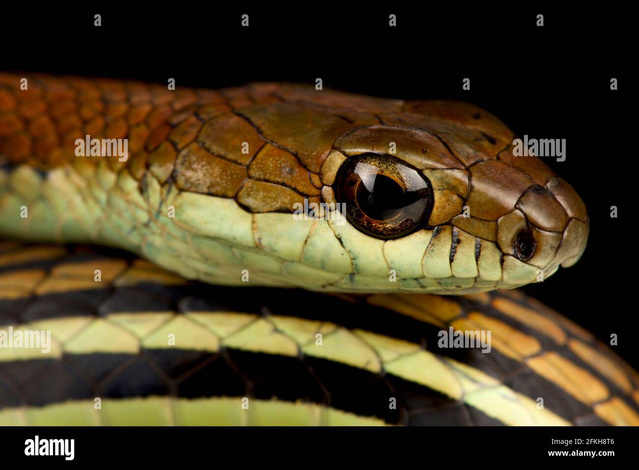 Dendrelaphis hi-res stock photography and images - Alamy