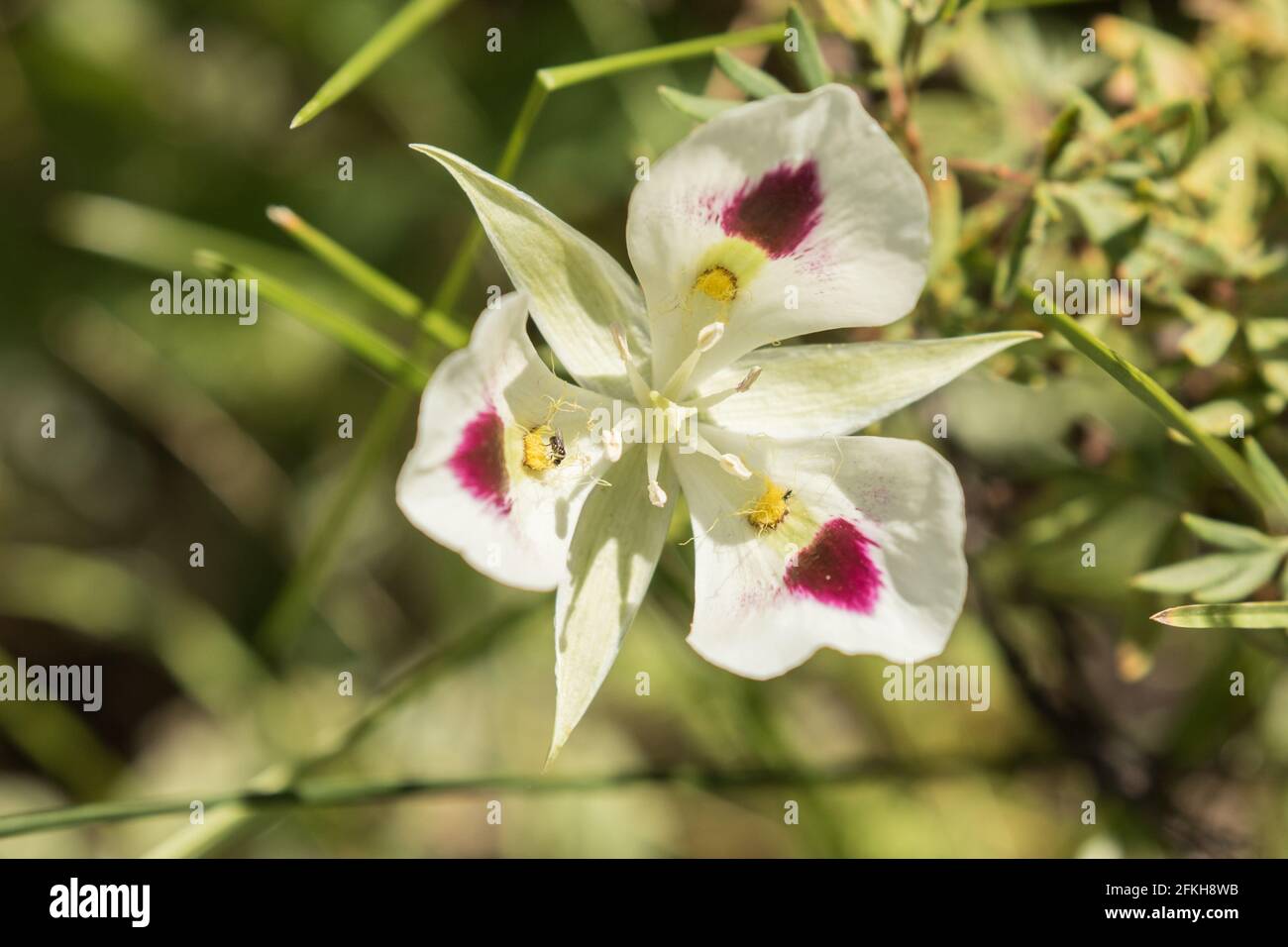Sego lily hi-res stock photography and images - Alamy