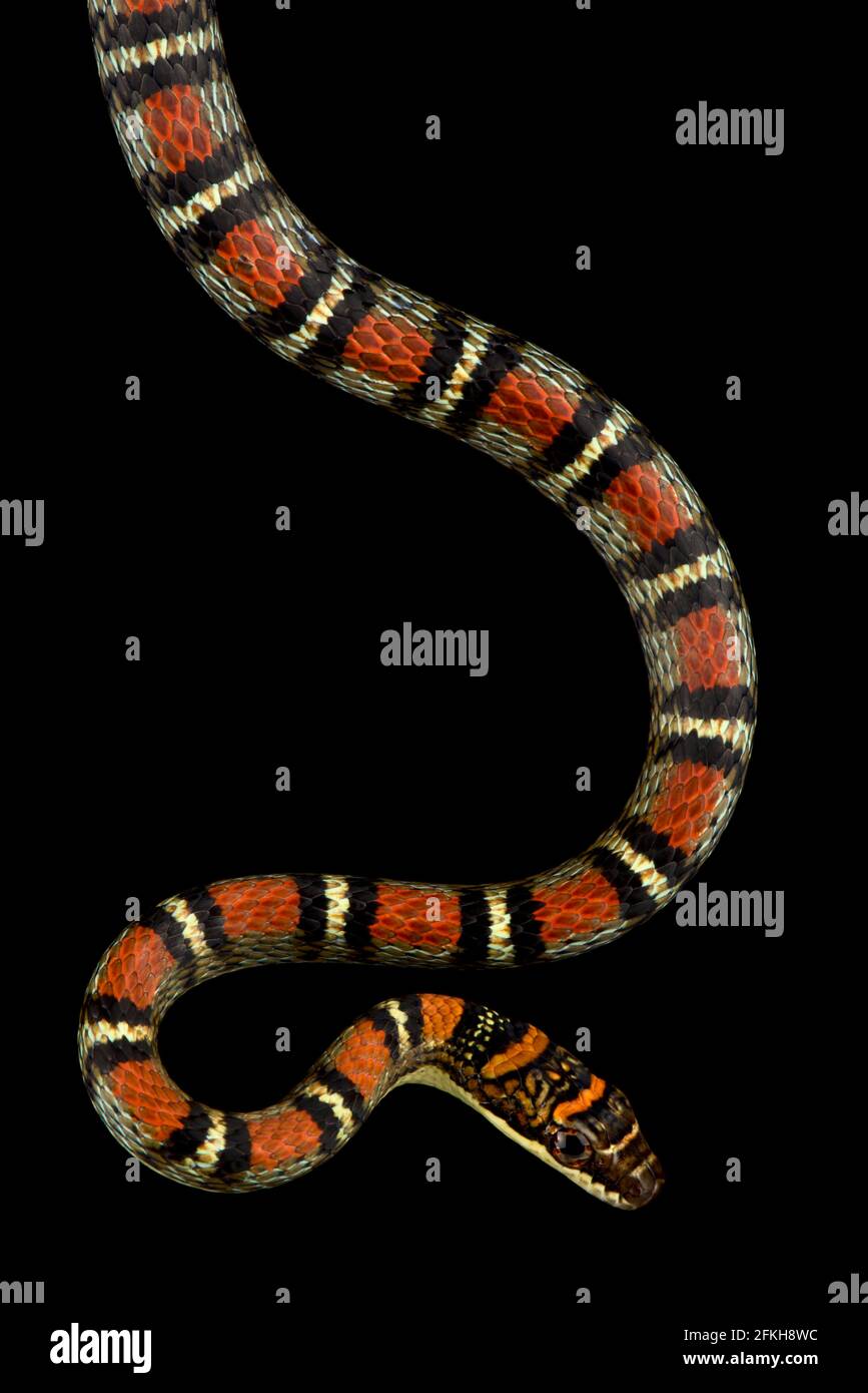 Banded Flying Snake (Chrysopelea pelias Stock Photo - Alamy