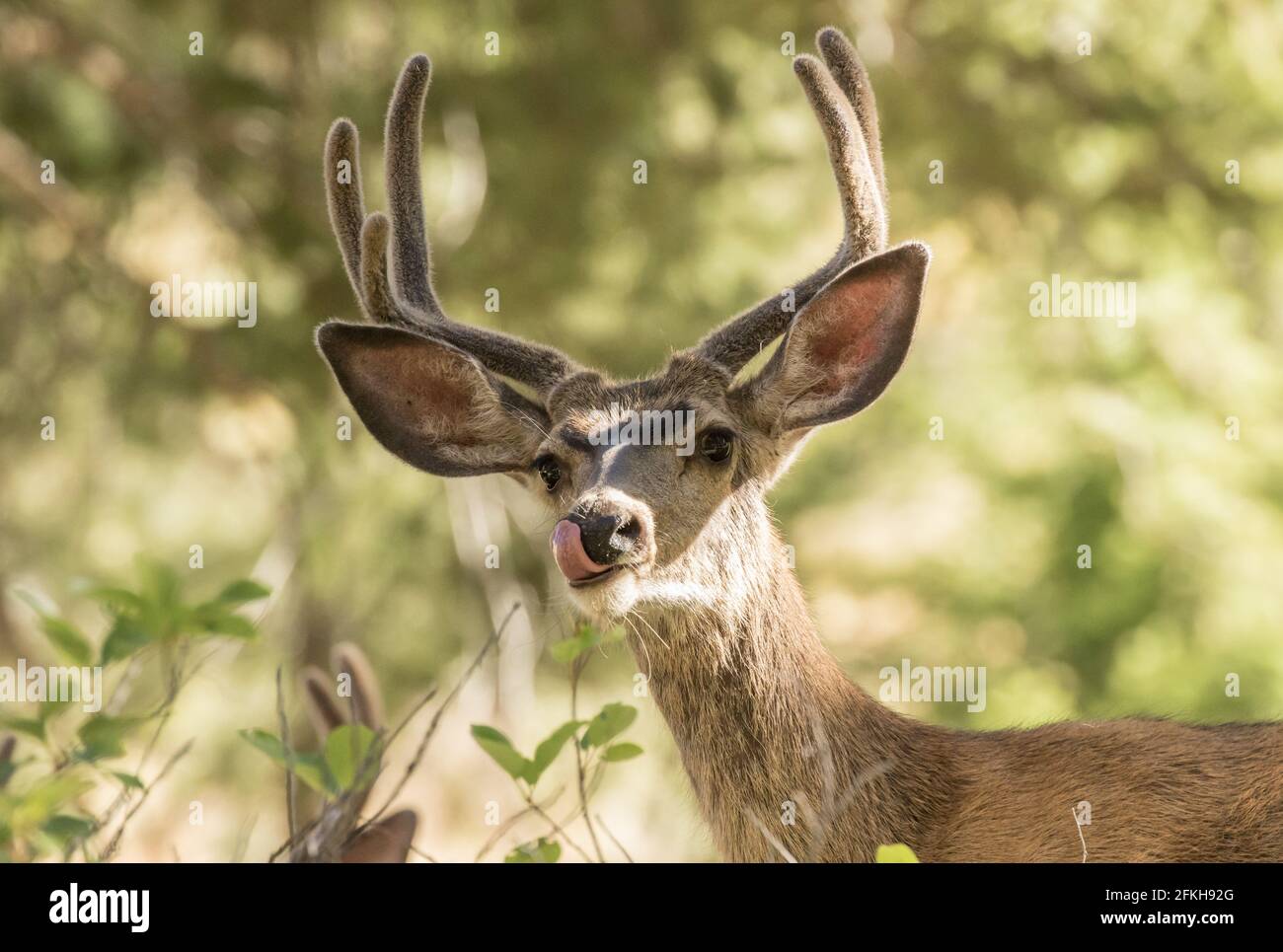 Mule Deer Nose