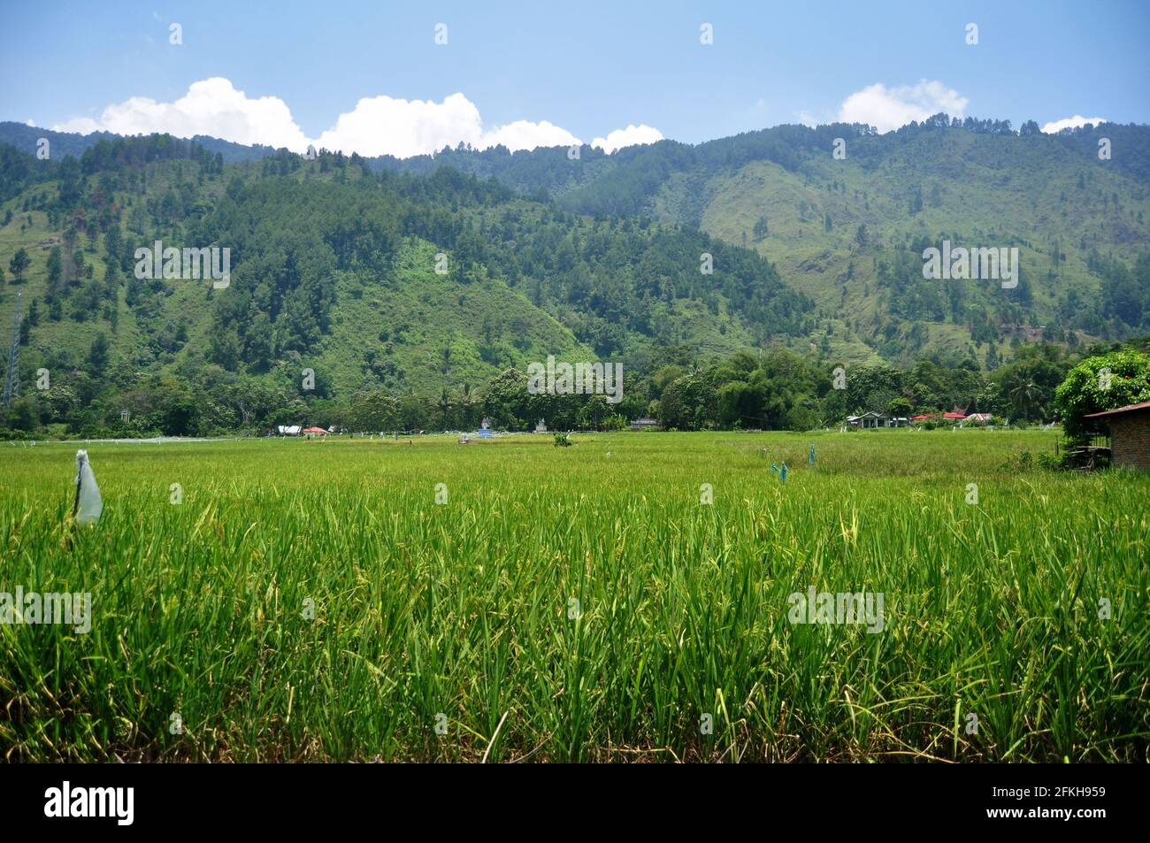 Landscape farmland and indonesian people transplant seeding paddy or ...