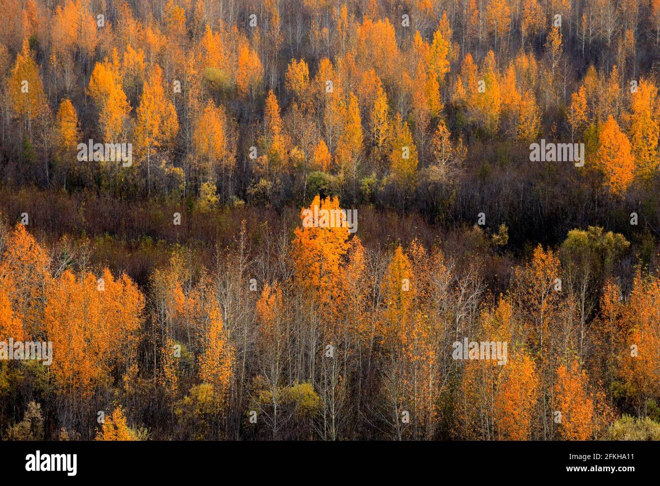 Trees in fairbanks hi-res stock photography and images - Alamy