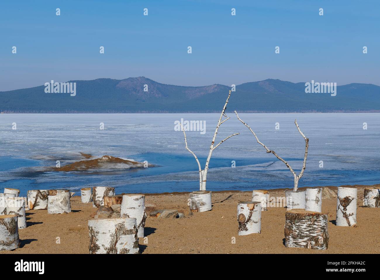 Beech stumps hi-res stock photography and images - Alamy