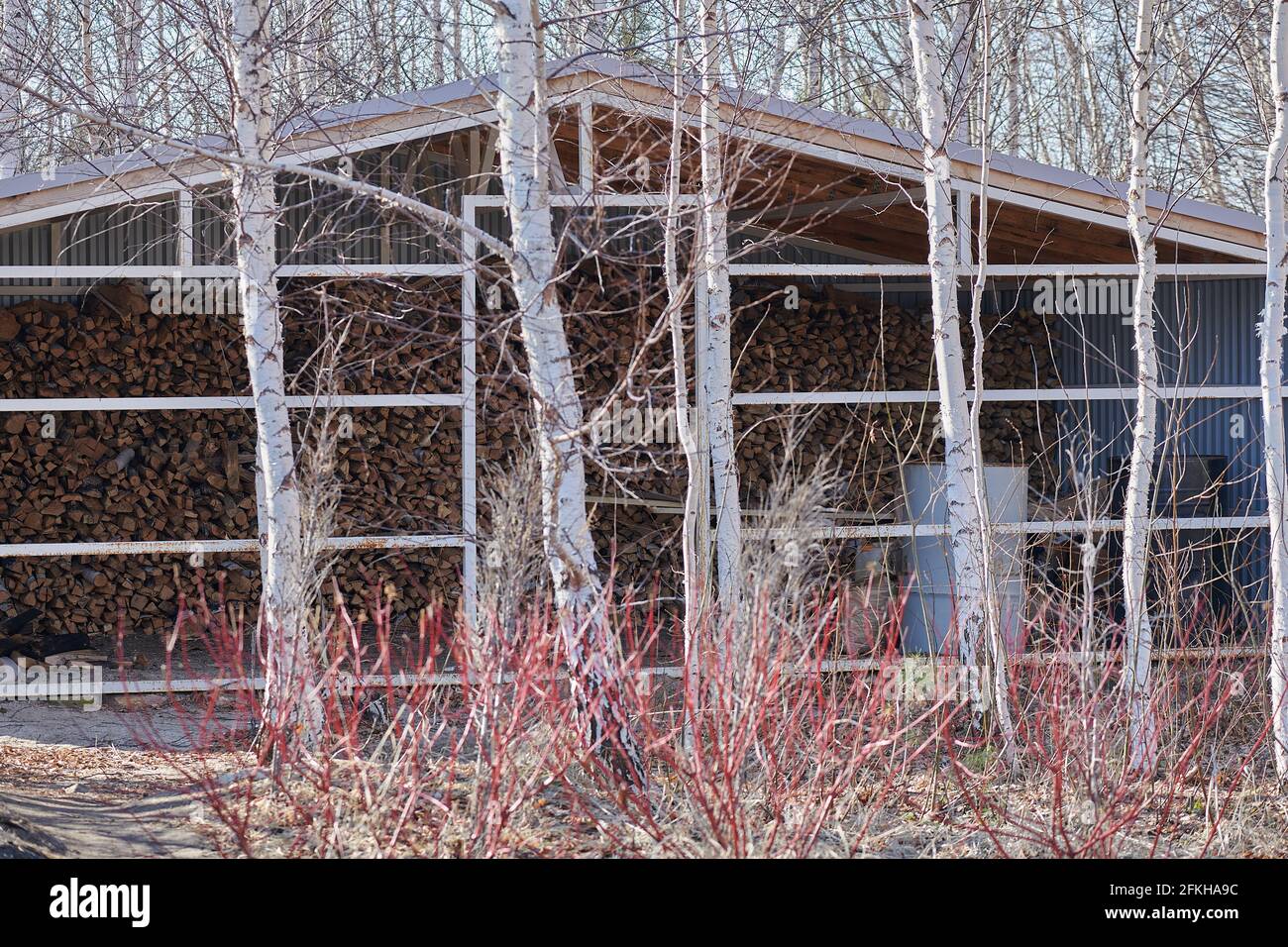 storage with firewood in the forest is Stock Photo - Alamy