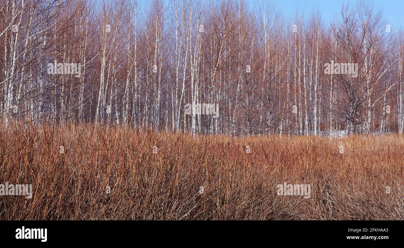 many different trees without leaves and grass Stock Photo - Alamy