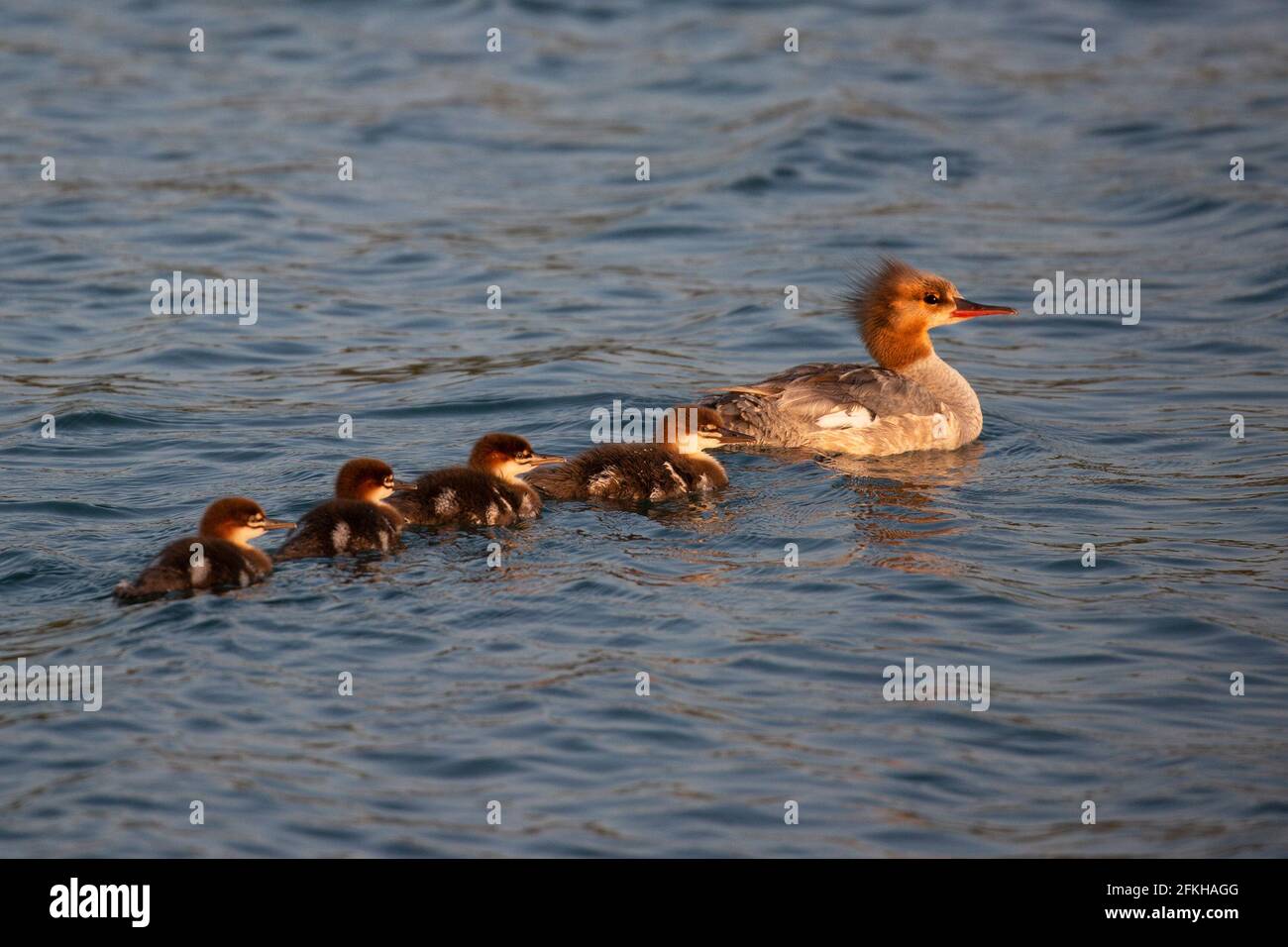 Merganser family hi-res stock photography and images - Alamy