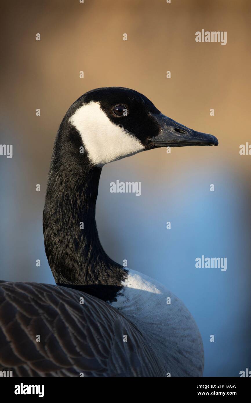 Canada Goose close up (Branta canadensis Stock Photo - Alamy