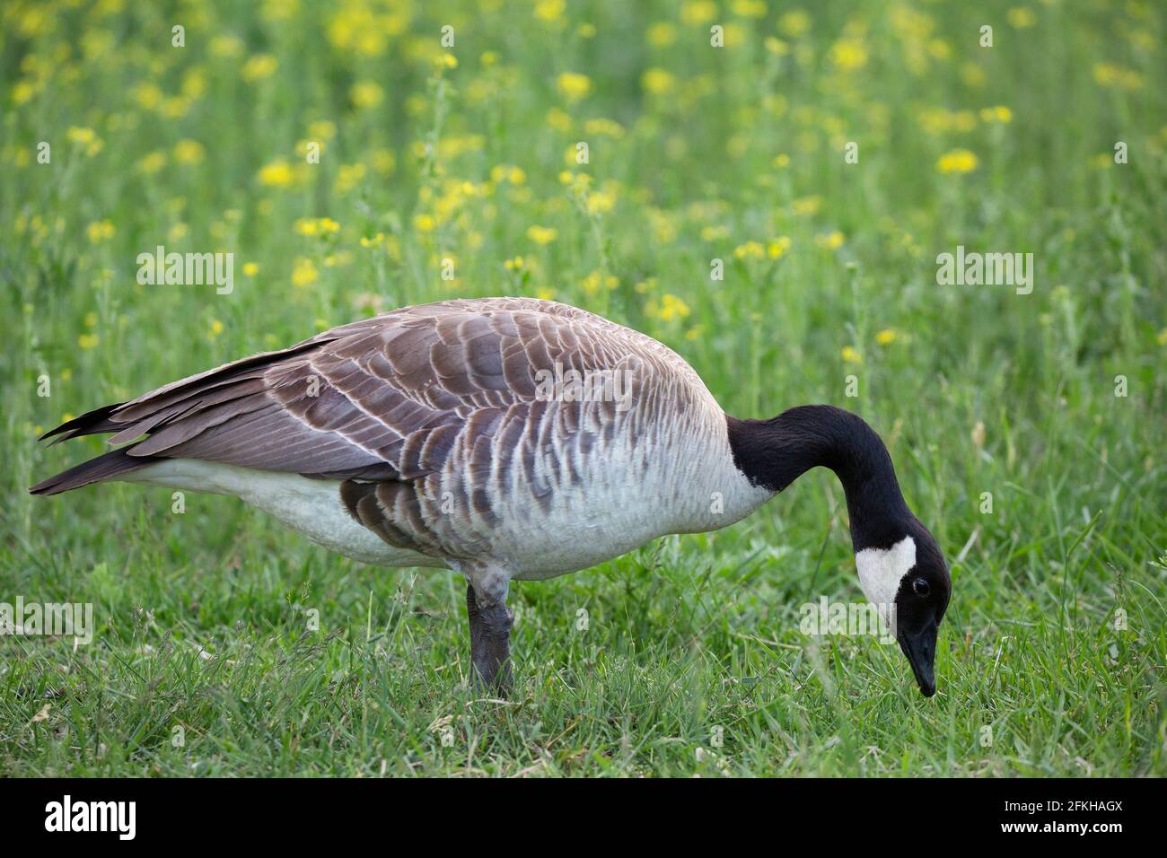 Canada goose eating hi-res stock photography and images - Alamy