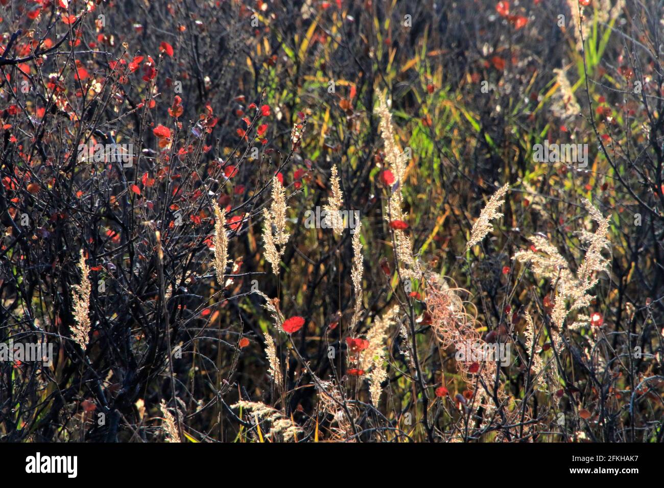 Denali national park flowers hi-res stock photography and images - Alamy