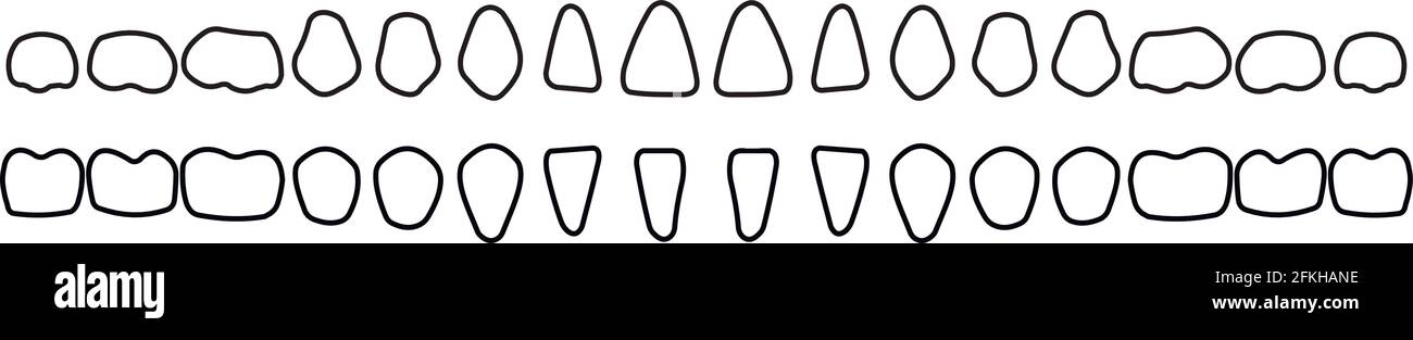 Row human tooth dental implant Stock Vector Images - Alamy