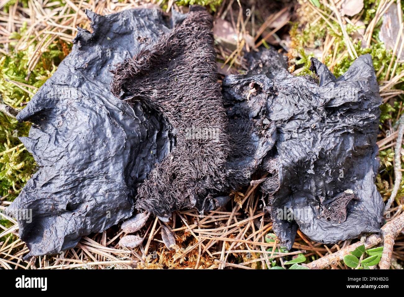 Weathered Sarcodon fungi in closeup Stock Photo - Alamy