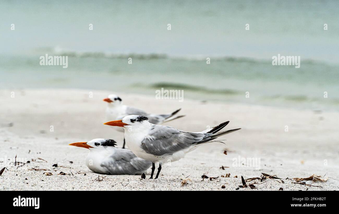 Flock of Royal Terns standing along shore one in flight Stock Photo - Alamy
