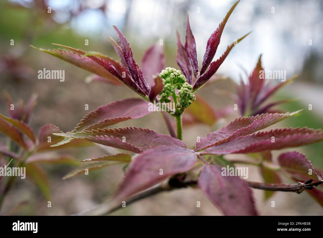 Racemosa growing hi-res stock photography and images - Alamy