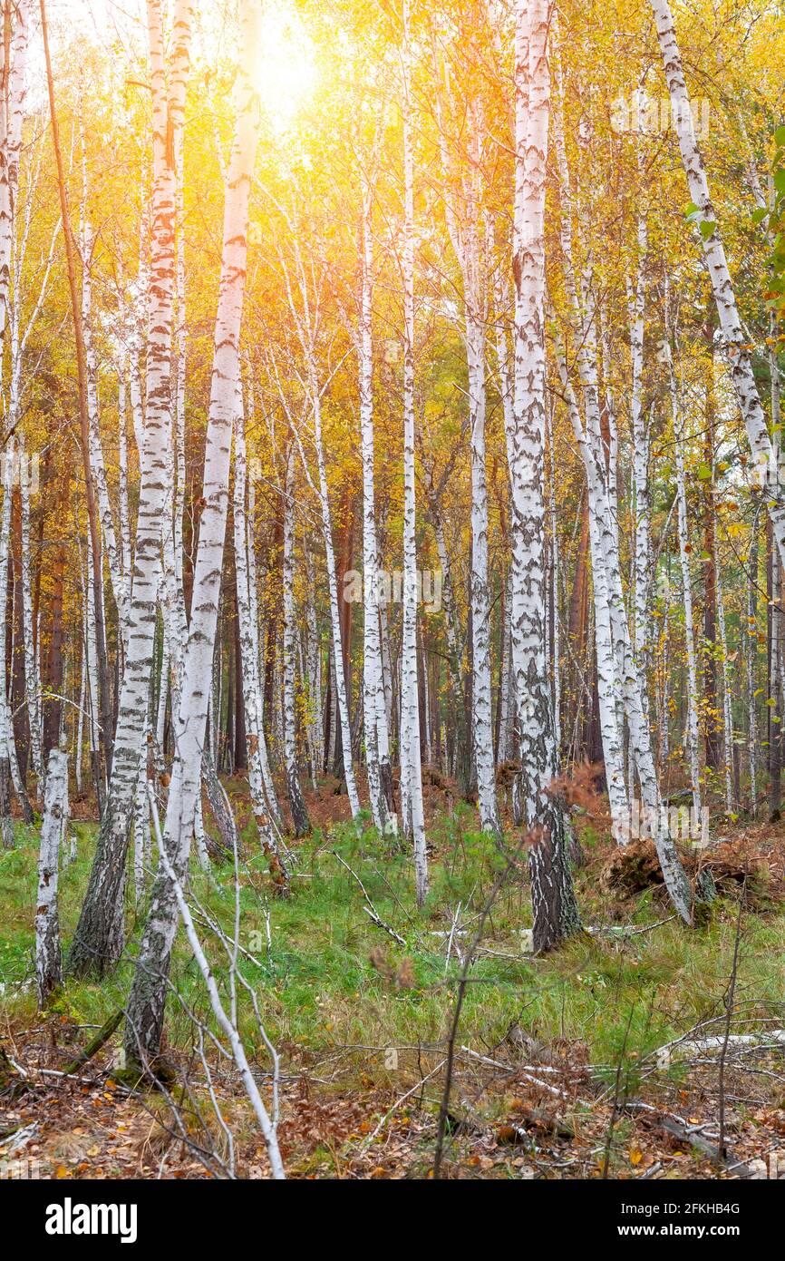 Birch forest russia hi-res stock photography and images - Alamy