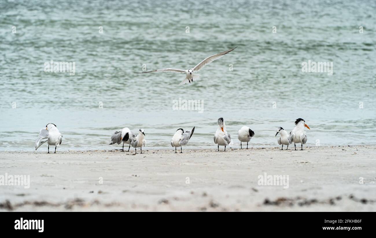 Flock of Royal Terns standing along shore one in flight Stock Photo - Alamy