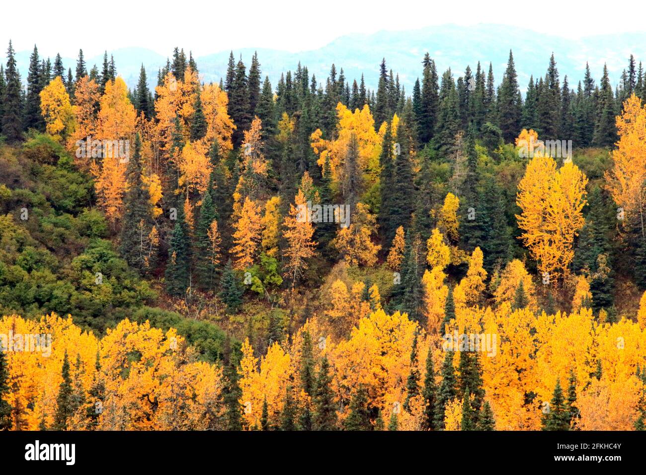 Autumn forest Denali State Park Alaska USA Stock Photo - Alamy