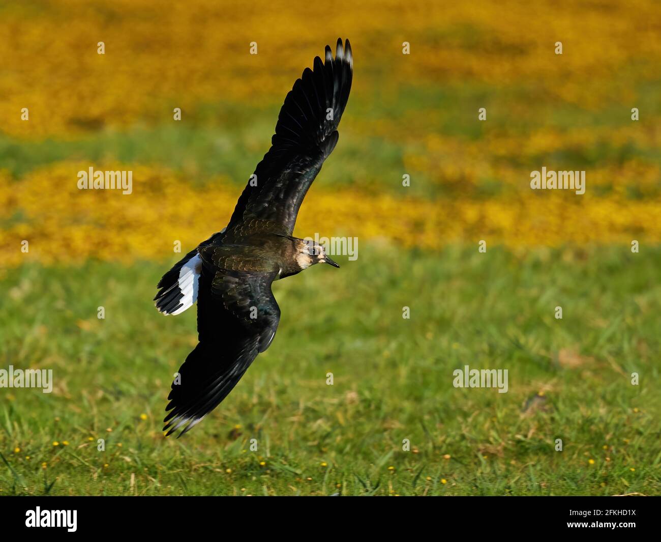 Juvenile northern lapwing hi-res stock photography and images - Alamy