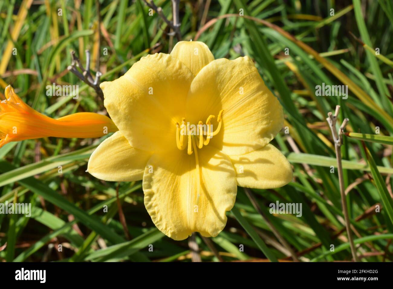 Centred flower hi-res stock photography and images - Alamy