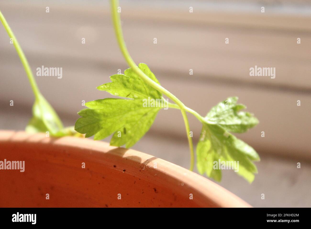 Parsley plant in close hi-res stock photography and images - Alamy