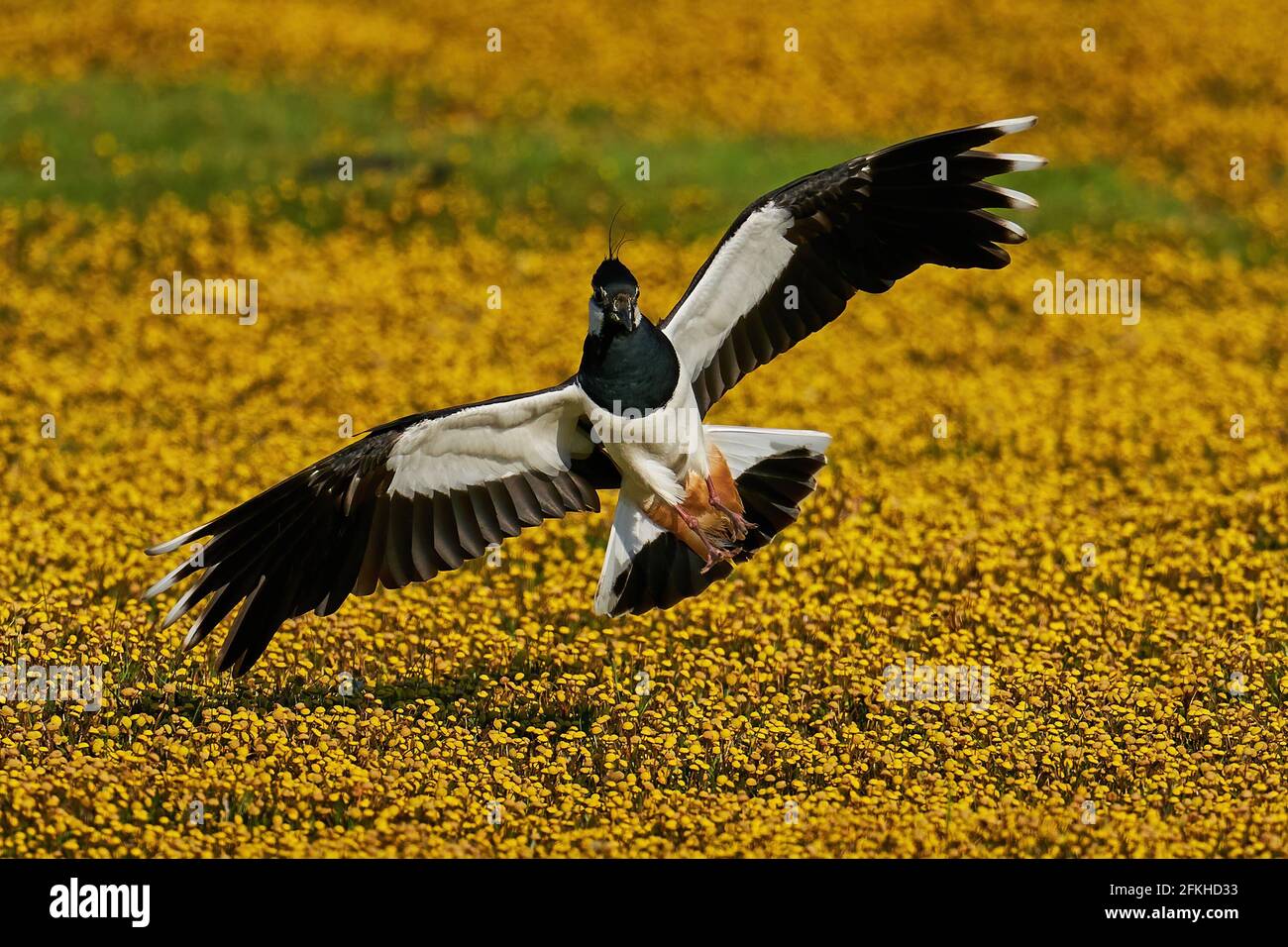 Northern lapwing in flight in its natural enviroment Stock Photo - Alamy