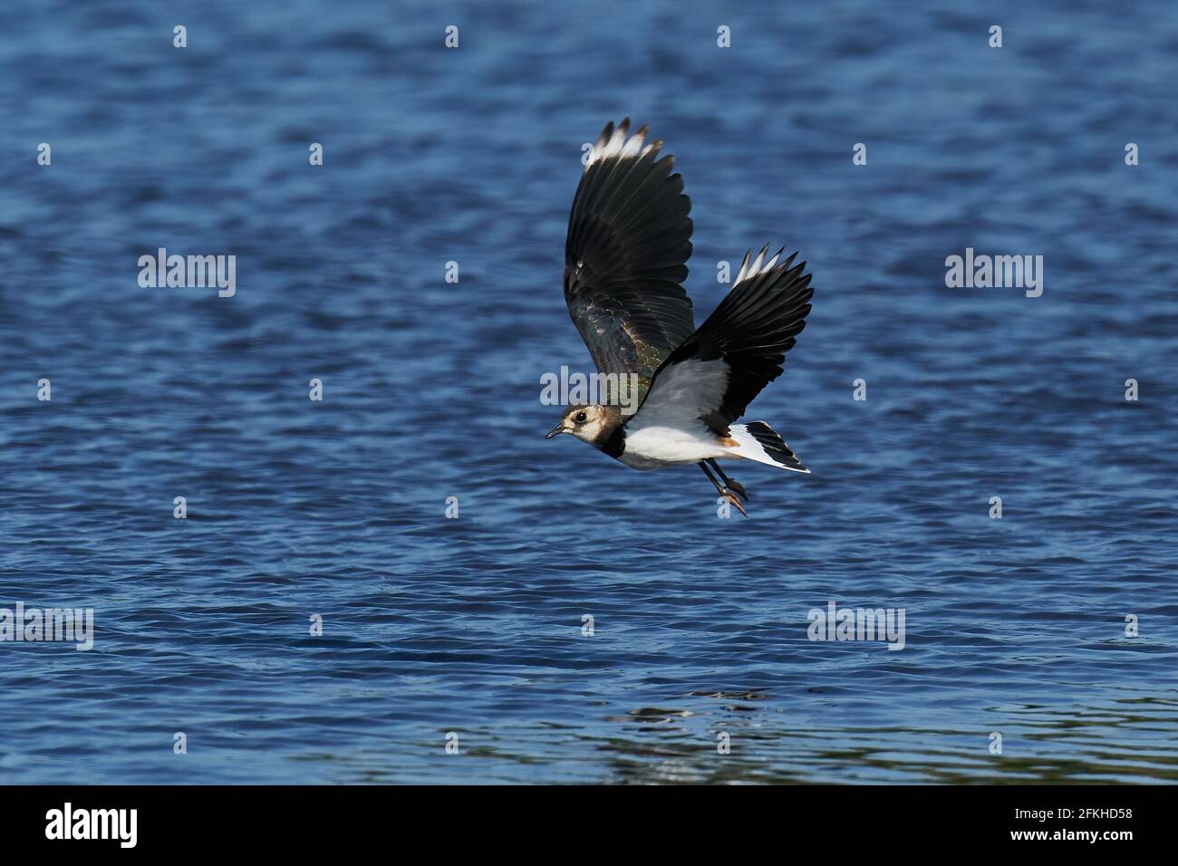 Northern lapwing in flight in its natural enviroment Stock Photo - Alamy