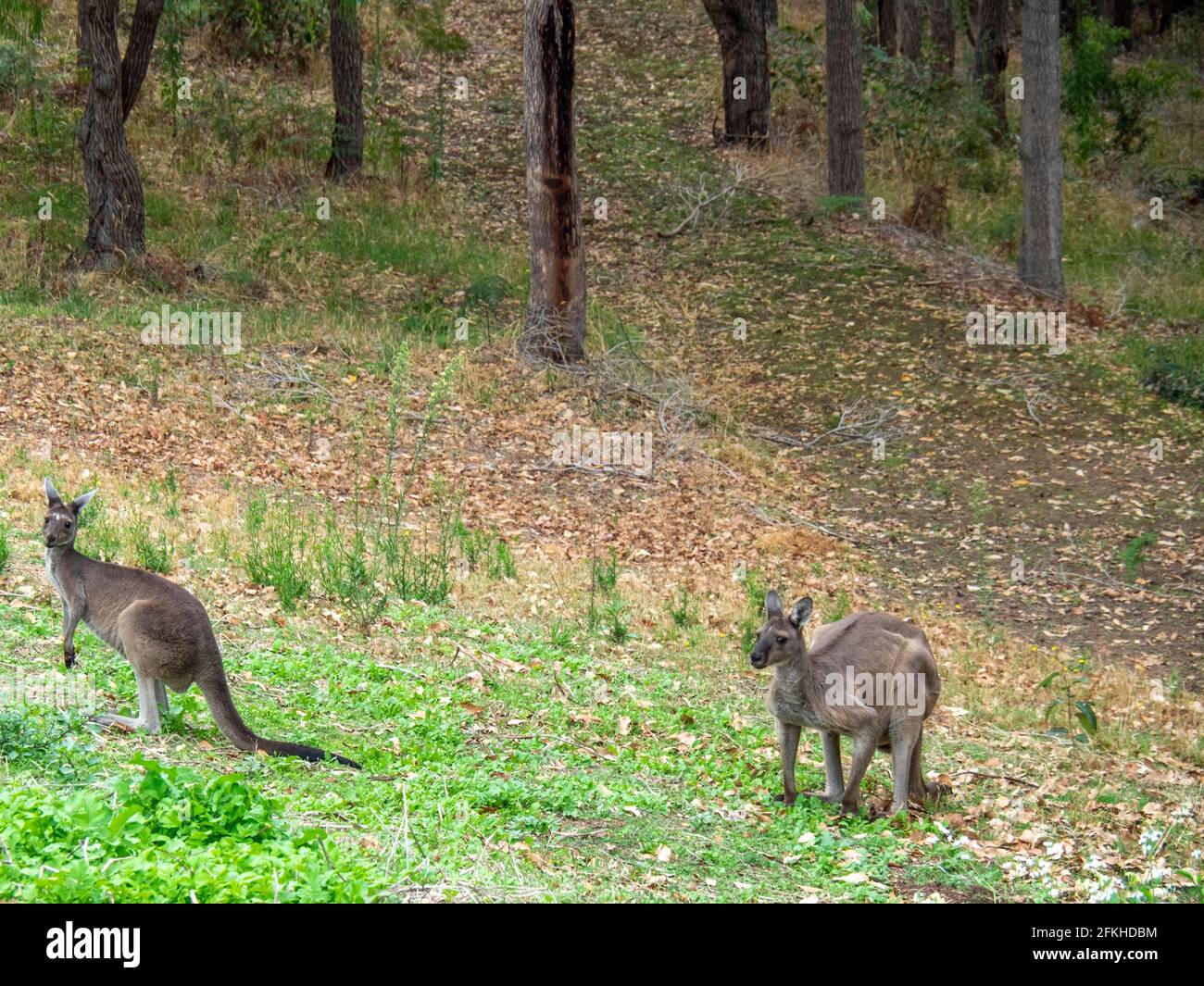 Two Western grey kangaroos grazing in Margaret River Western Australia ...
