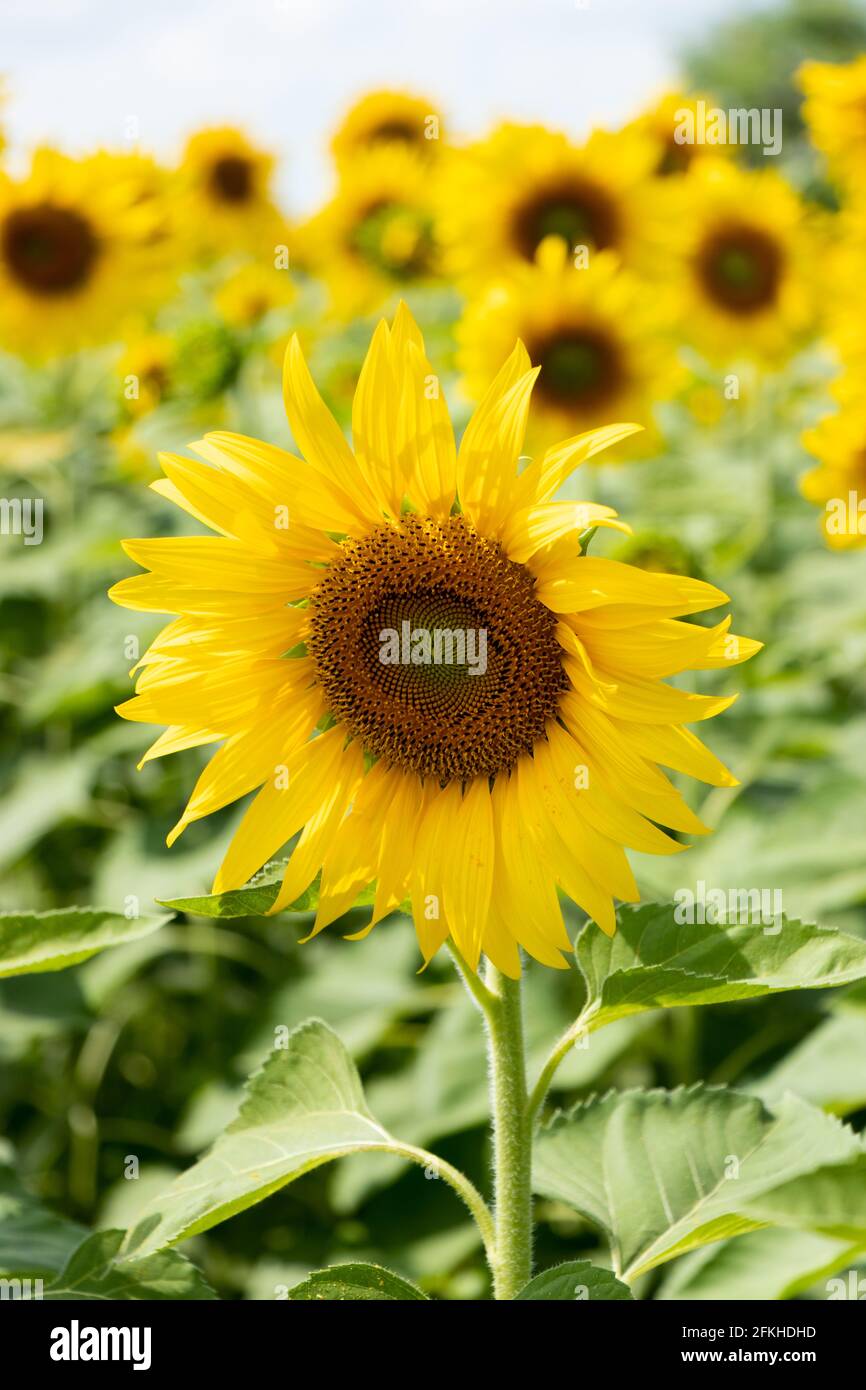 Beautiful yellow color sunflower in the agriculture farm background ...