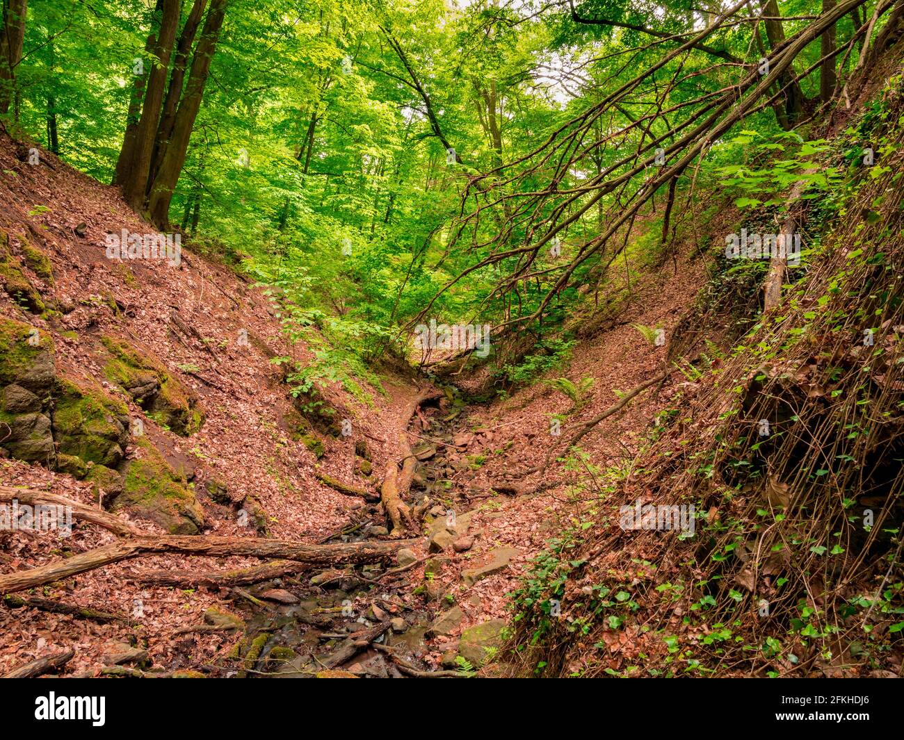 The bottom of the ravine with a forest creek Stock Photo - Alamy