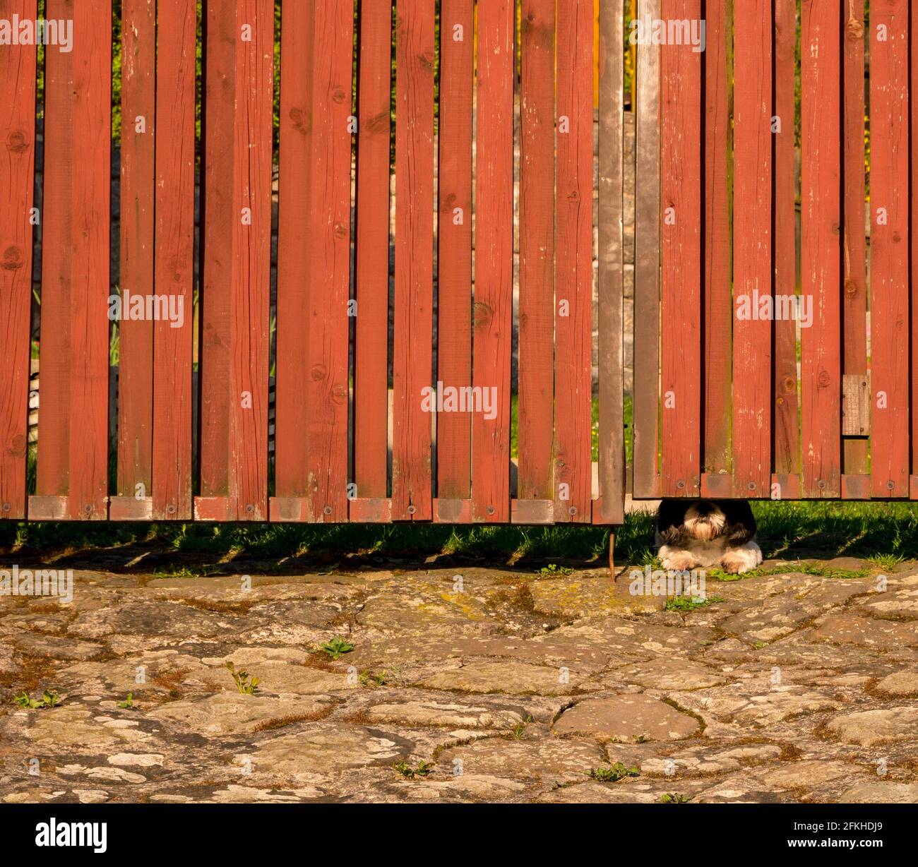 Little dog looking from under the gate Stock Photo - Alamy