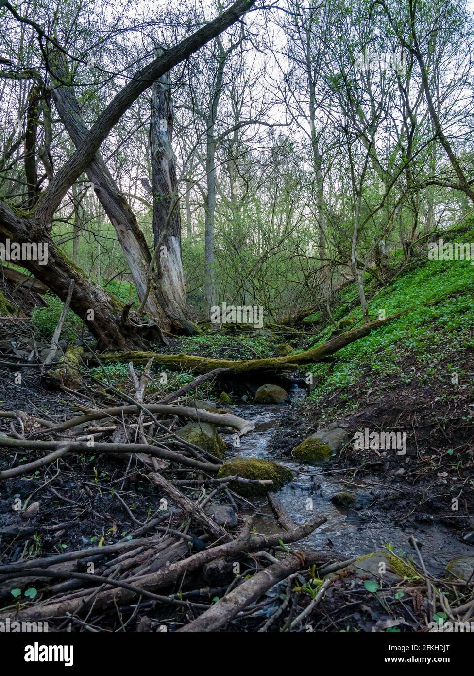 Stream plant hi-res stock photography and images - Alamy