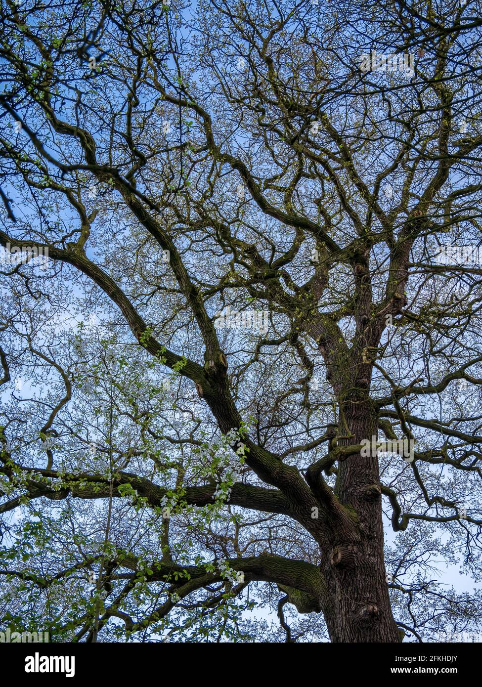 Young old oak tree hi-res stock photography and images - Alamy