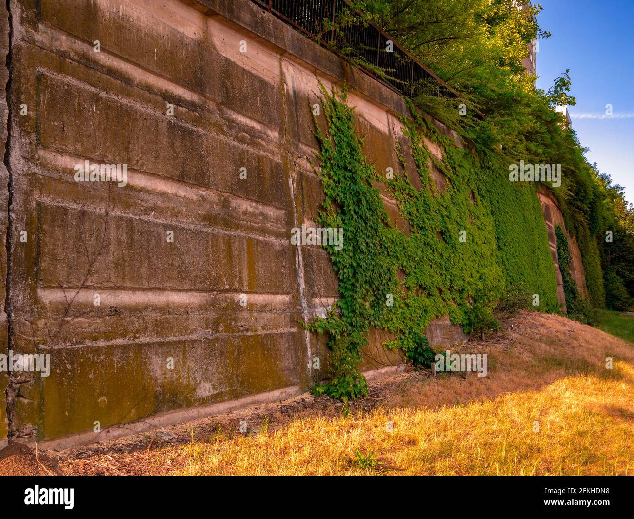 High concrete wall covered with moss and creepers Stock Photo - Alamy