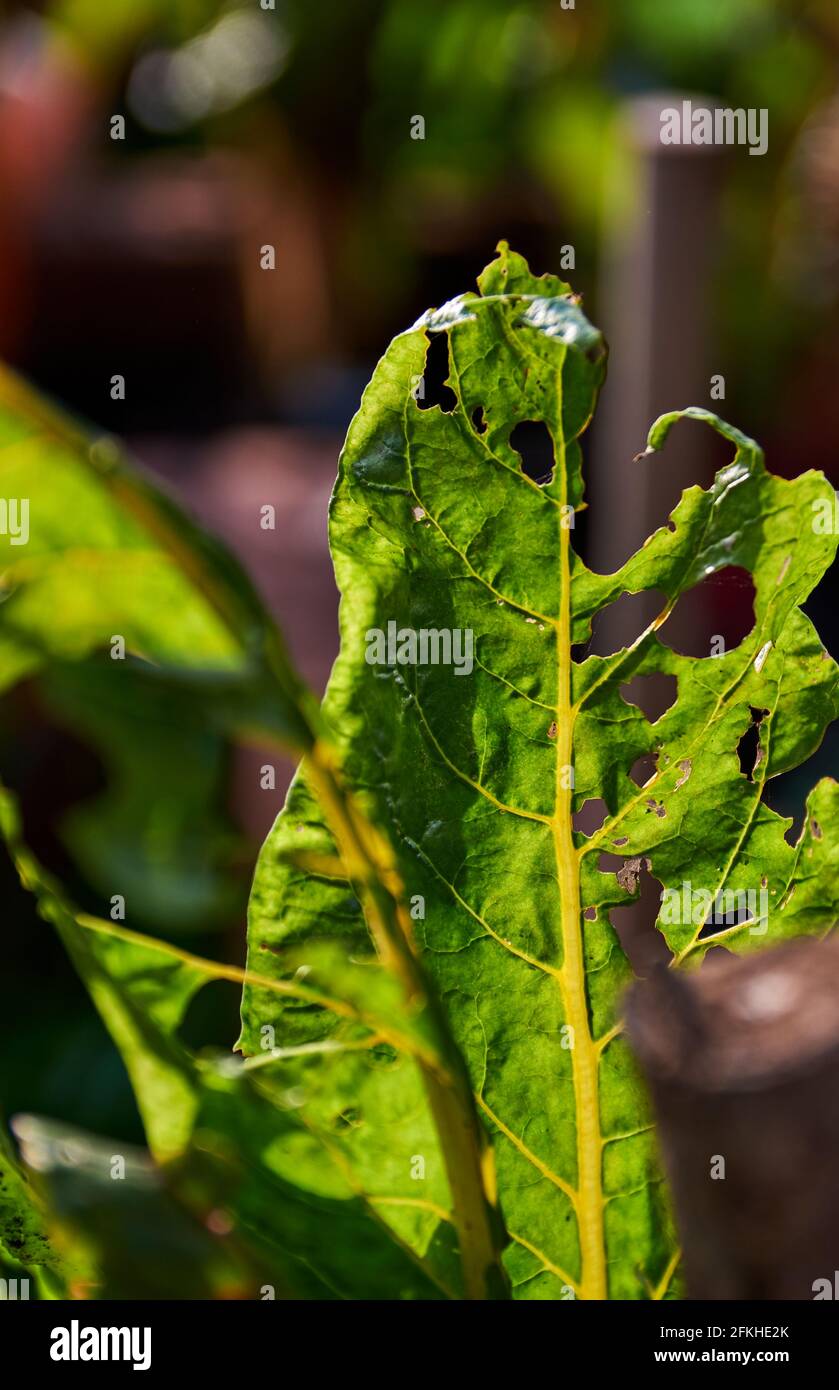 Many bite marks of pest on the vegetable leaves Stock Photo - Alamy