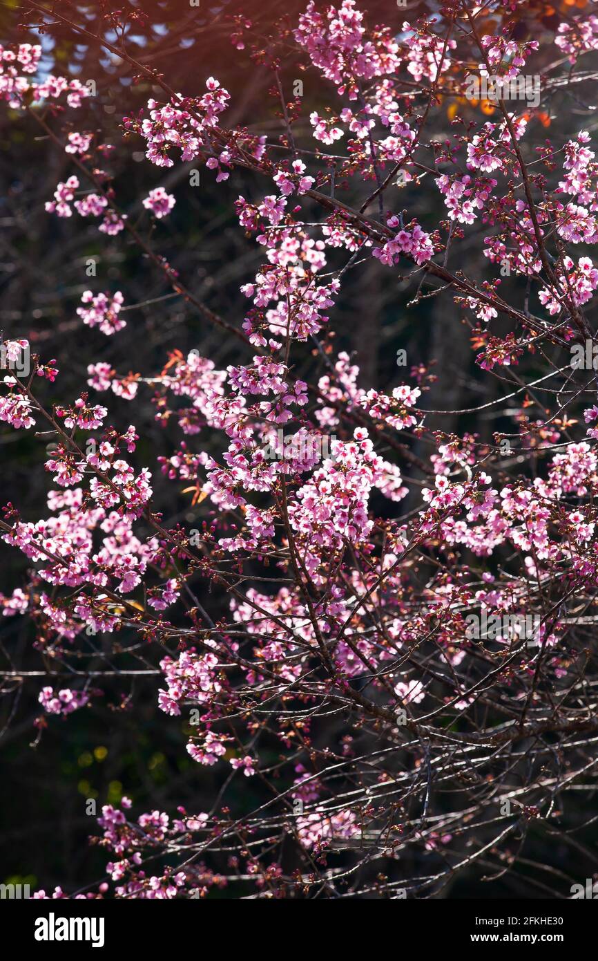 Blooming sakura cherry in the branches of trees, pink flowers in full ...