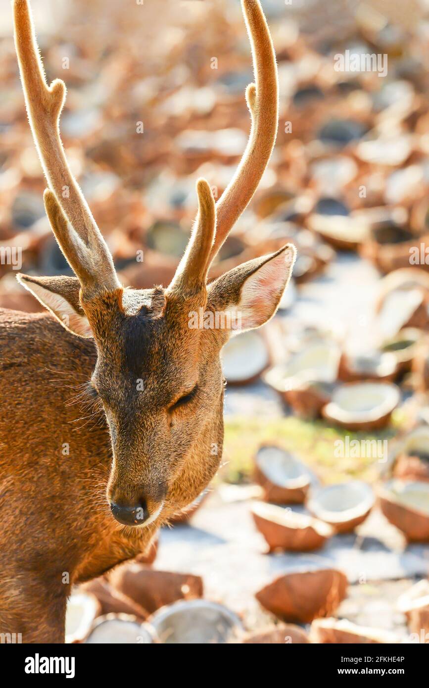 Hog palm hi-res stock photography and images - Alamy