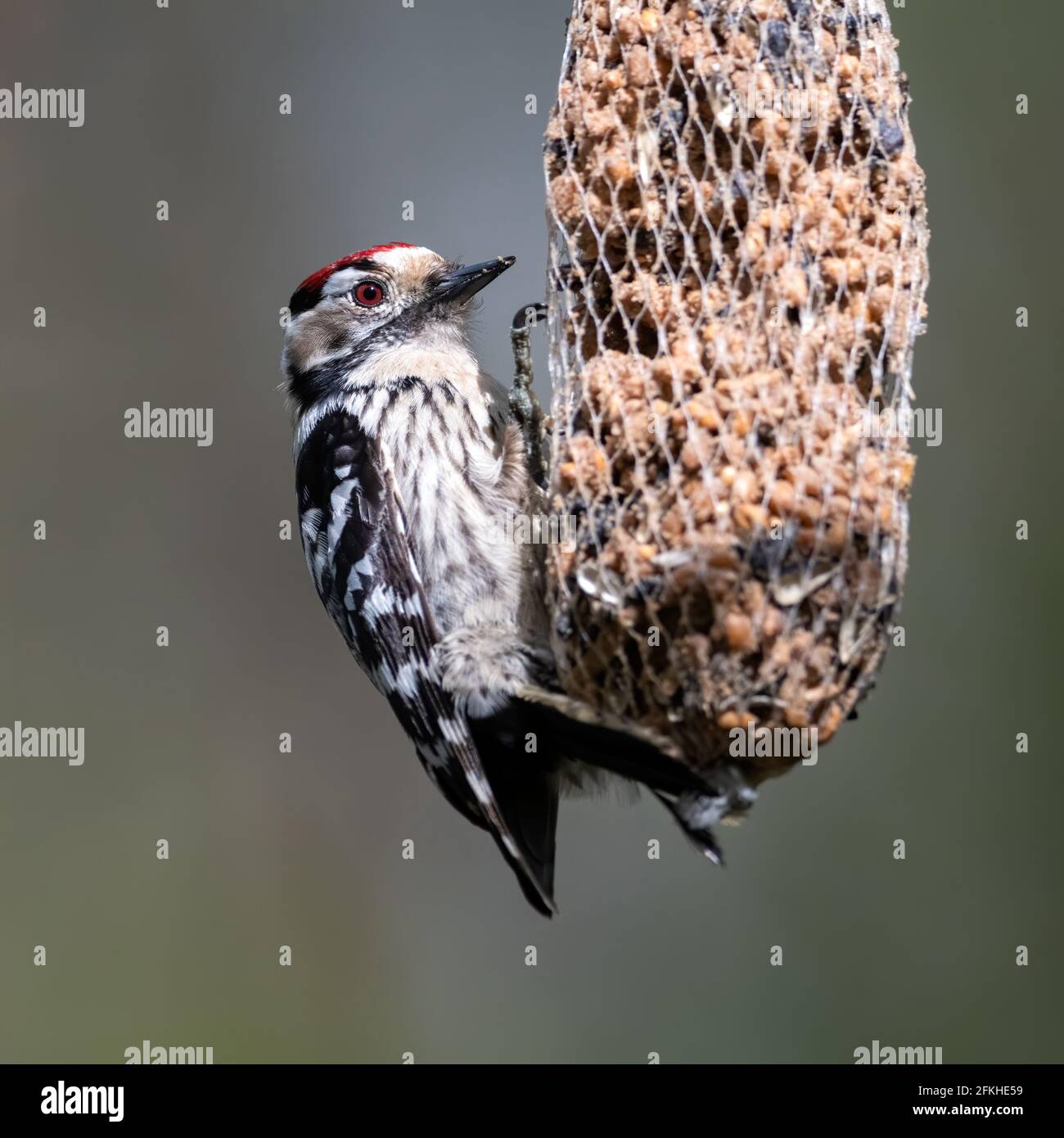 bird, natur, wild lebende tiere, tier, spatz, schnabel, wild, feather ...