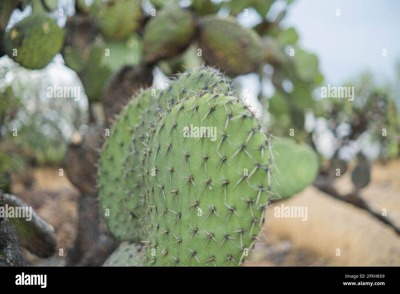 Burnt Mexican nopal cactus plants with blurry background Stock Photo ...