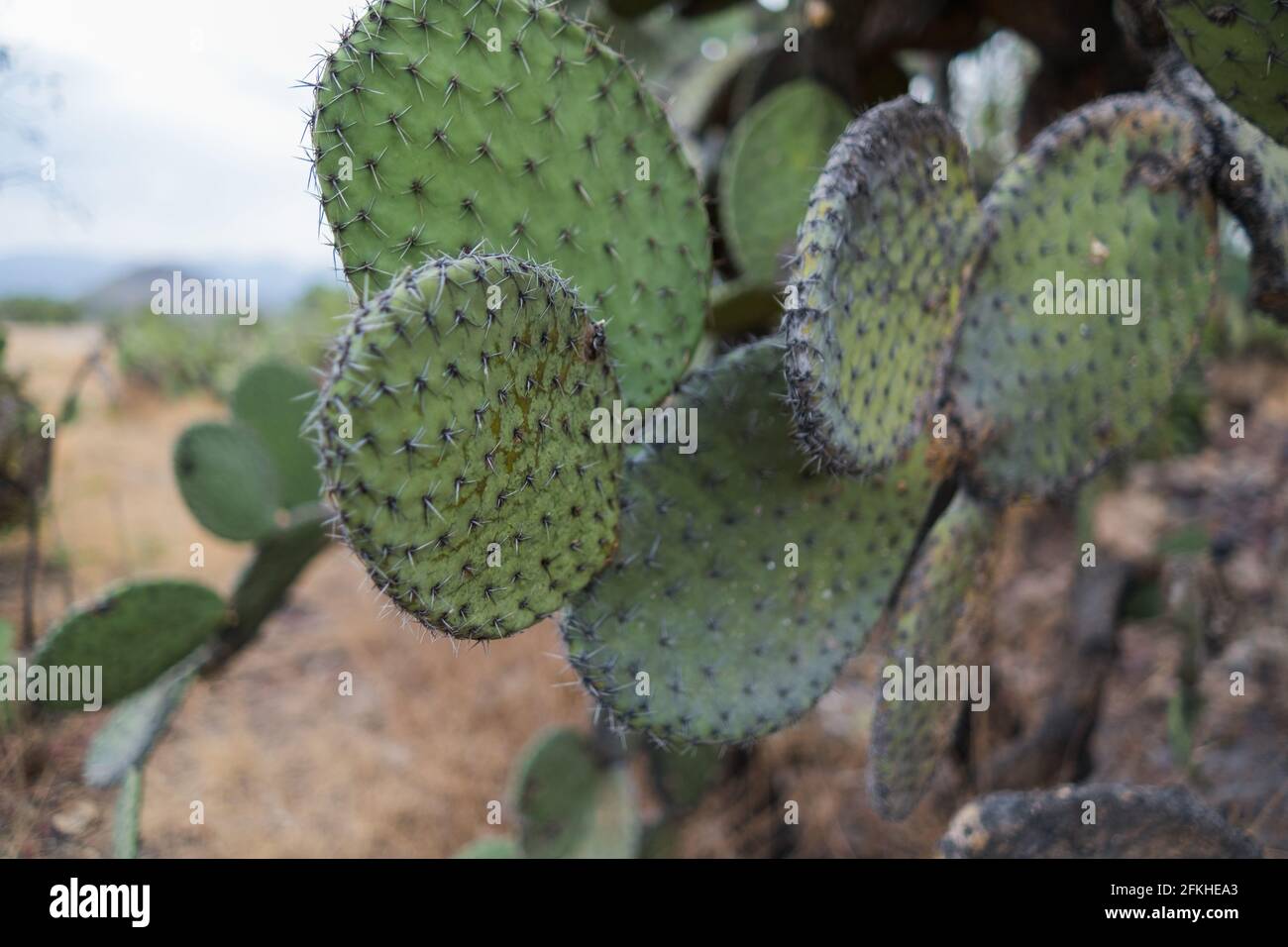 Burnt Mexican nopal cactus plants with blurry background Stock Photo ...