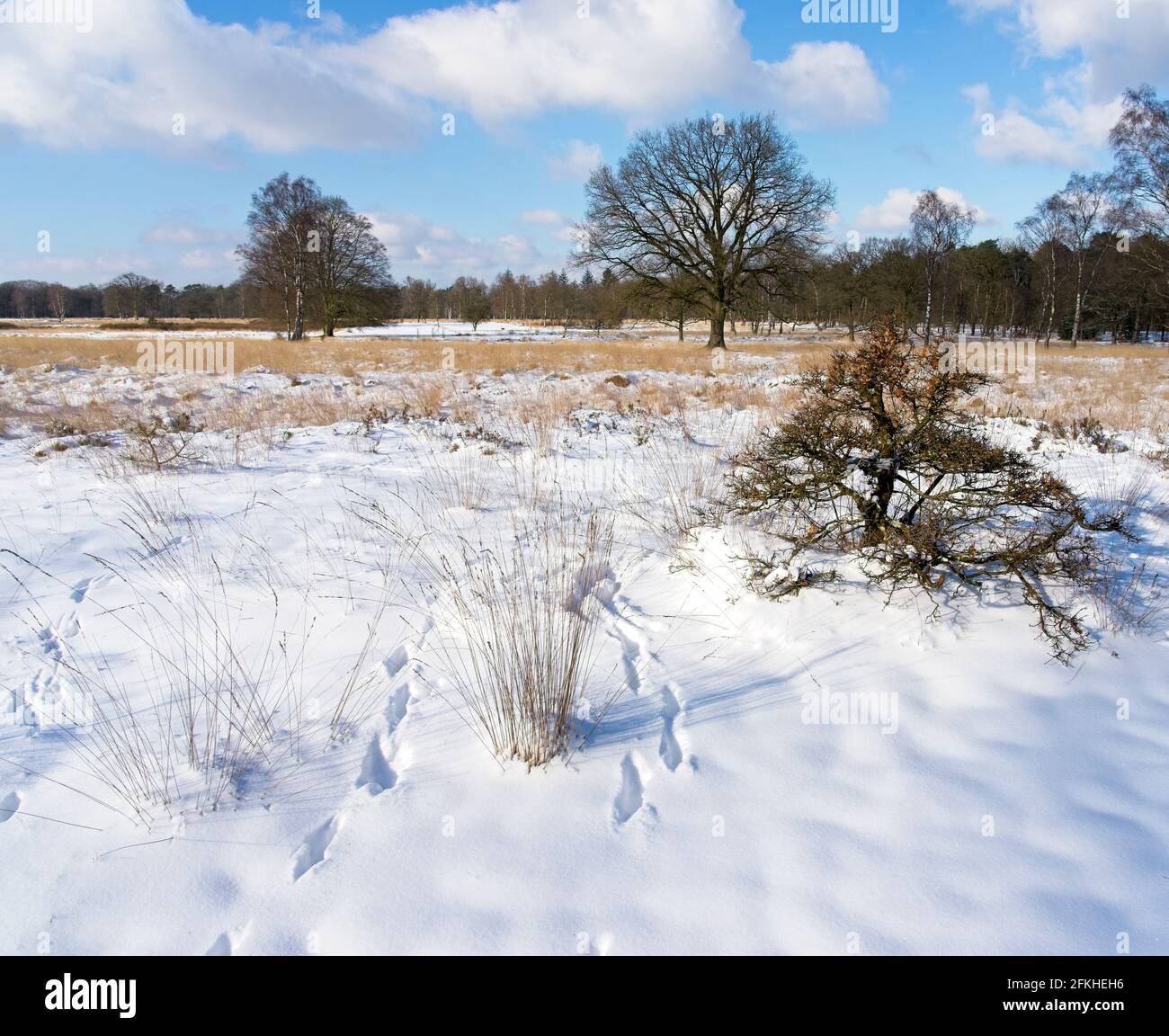 Otterlo Netherlands - 12 February 2021 - National Park Hoge Veluwe in ...