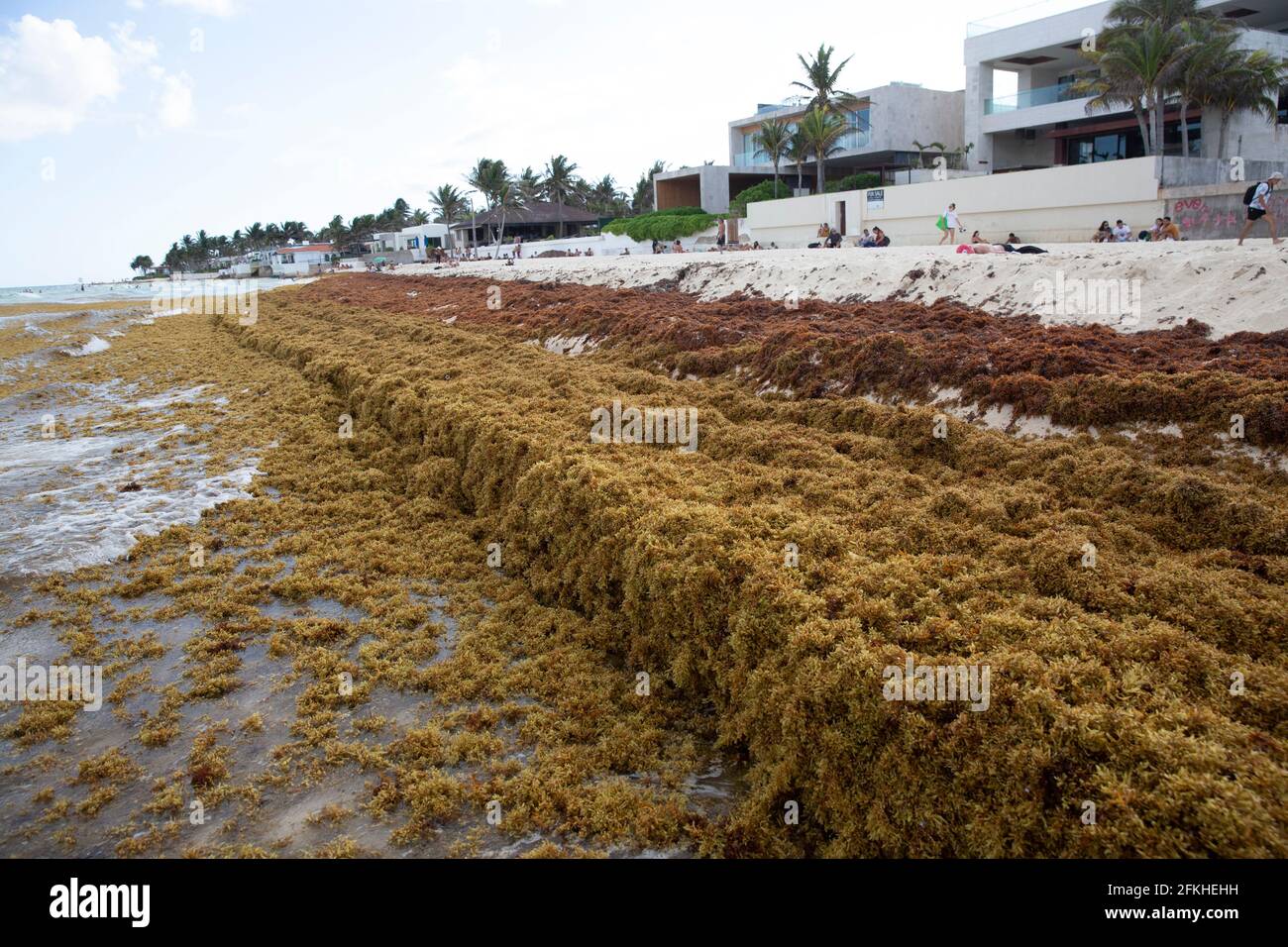 Sargassum seaweed atlantic fish hi-res stock photography and images - Alamy