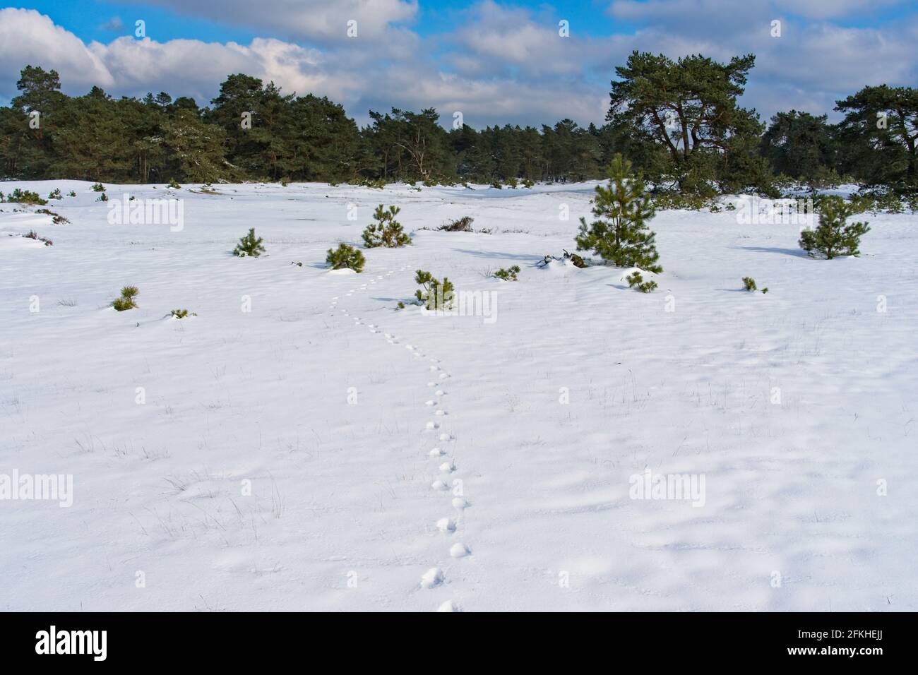 Otterlo Netherlands - 13 February 2021 - Snow in National Park Hoge ...