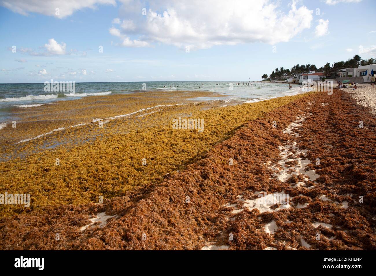 Sargassum seaweed atlantic fish hi-res stock photography and images - Alamy