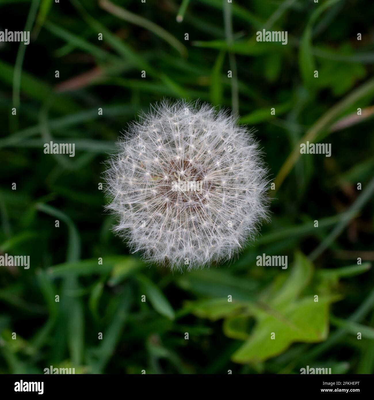 The common dandelion (Taraxacum officinale) white flower head seeds ...