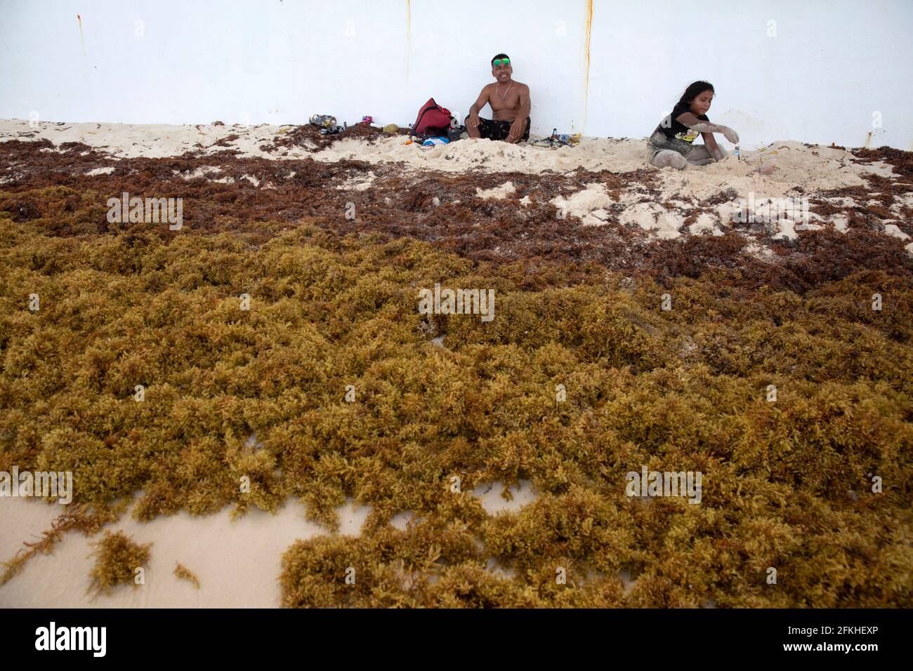 Sargassum seaweed atlantic fish hi-res stock photography and images - Alamy