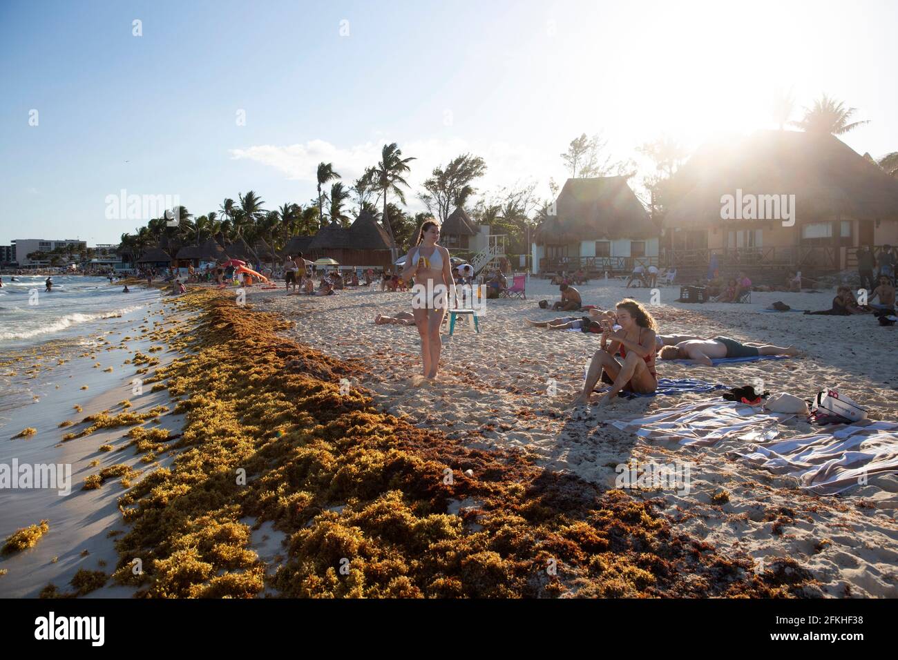 Sargassum seaweed atlantic fish hi-res stock photography and images - Alamy