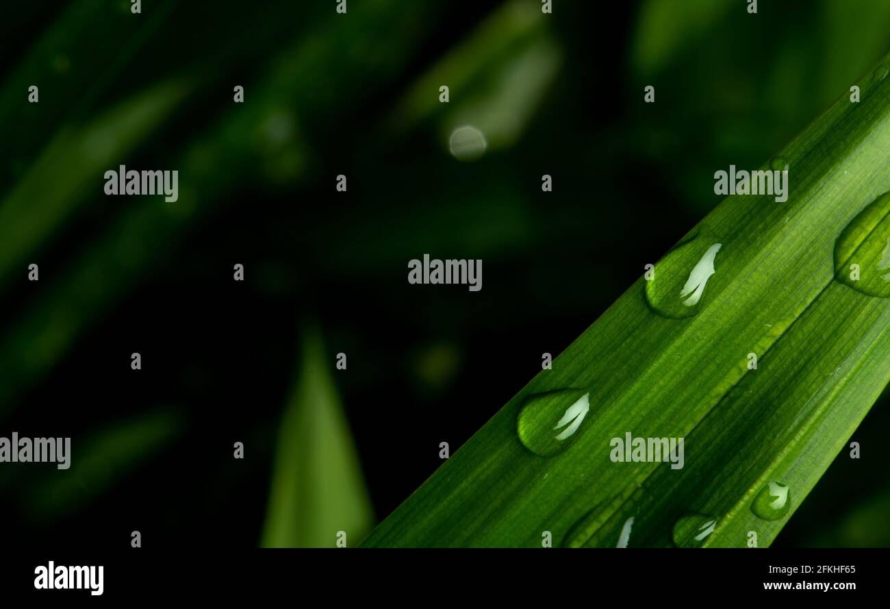Rainforest rain leaf raindrop hi-res stock photography and images - Alamy