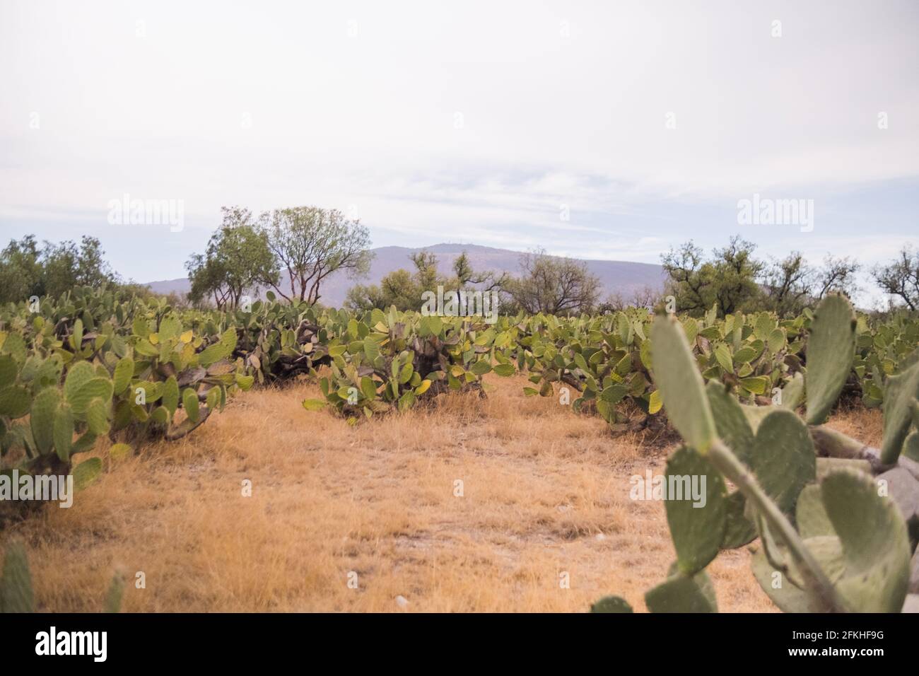 Mexican nopal plantation with mountains in the distance Stock Photo - Alamy