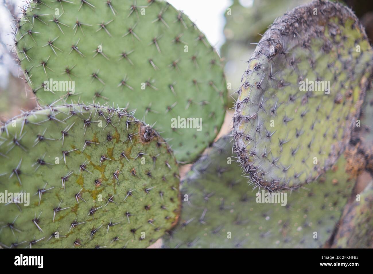 Burnt Mexican nopal cactus plants with blurry background Stock Photo ...